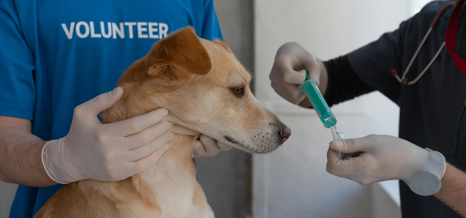 Veterinary Services | RoosterWorks Media